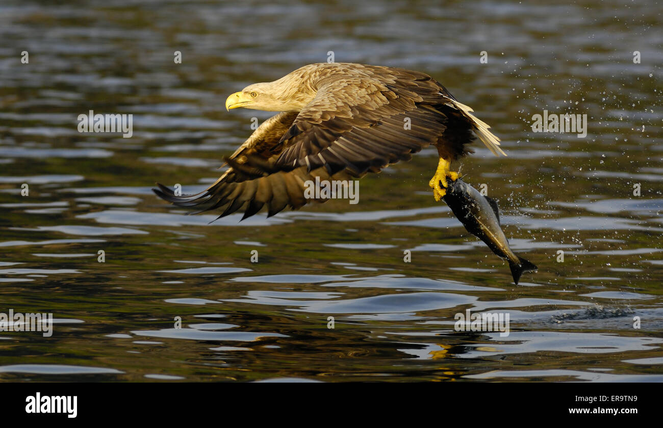 White-tailed aka Sea Eagle with fish he just caught in flight just ...