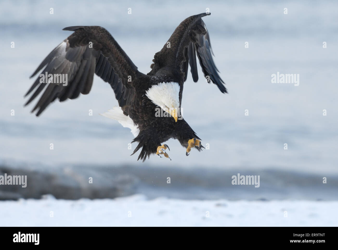 Eagle with talons outstretched hi-res stock photography and images - Alamy