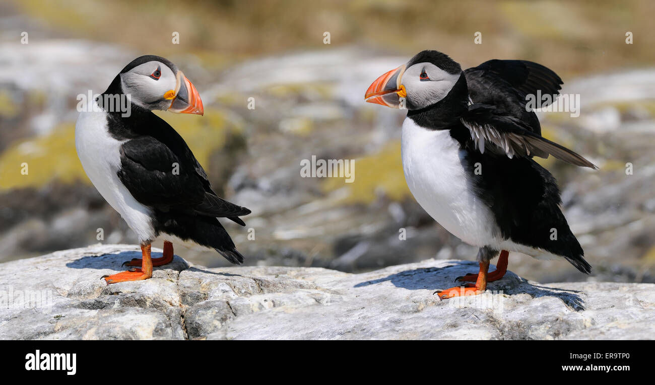 Two Atlantic Puffins on the rocks of the Farne Islands near the East ...