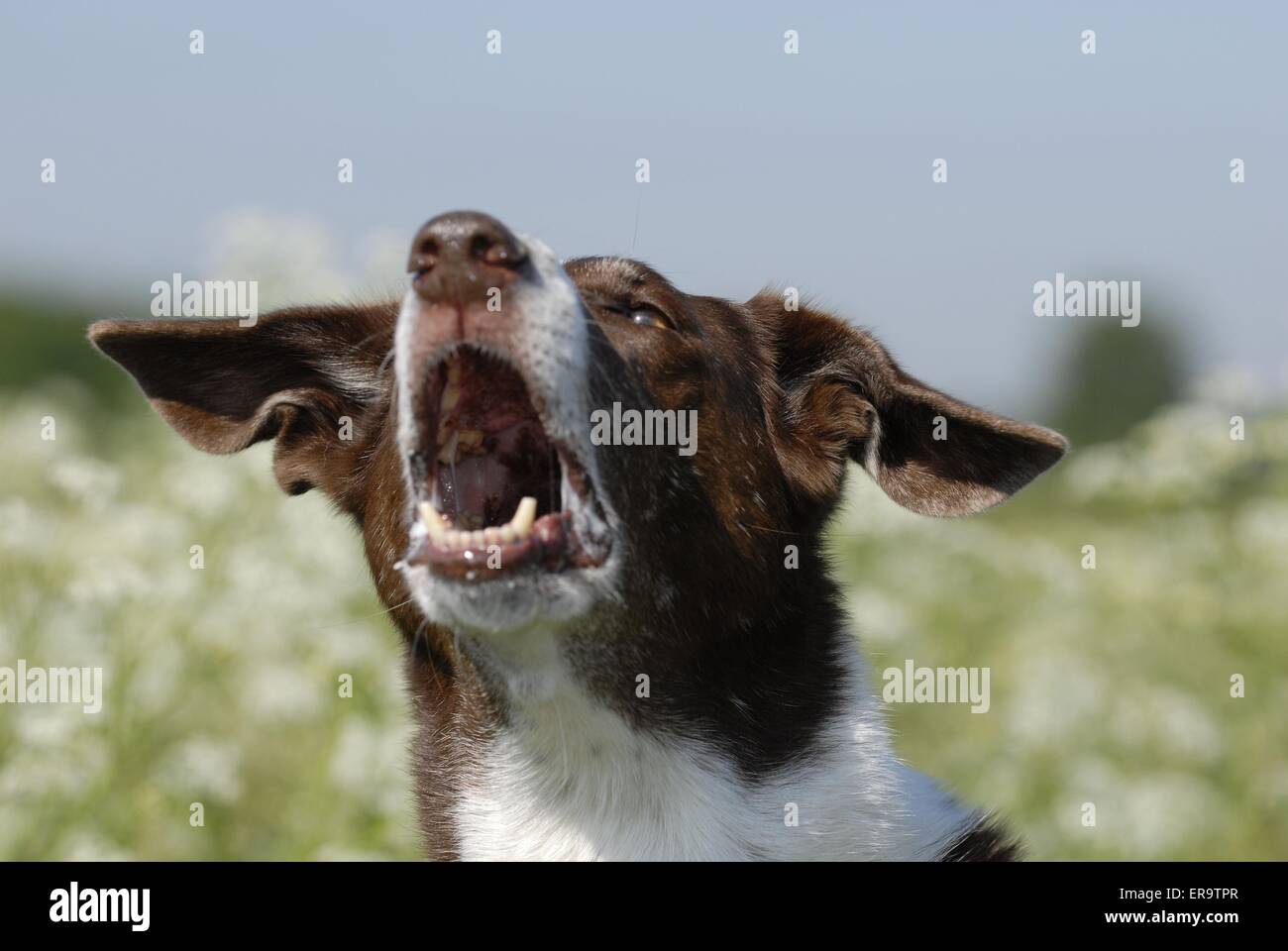 Barking flower hi-res stock photography and images - Alamy