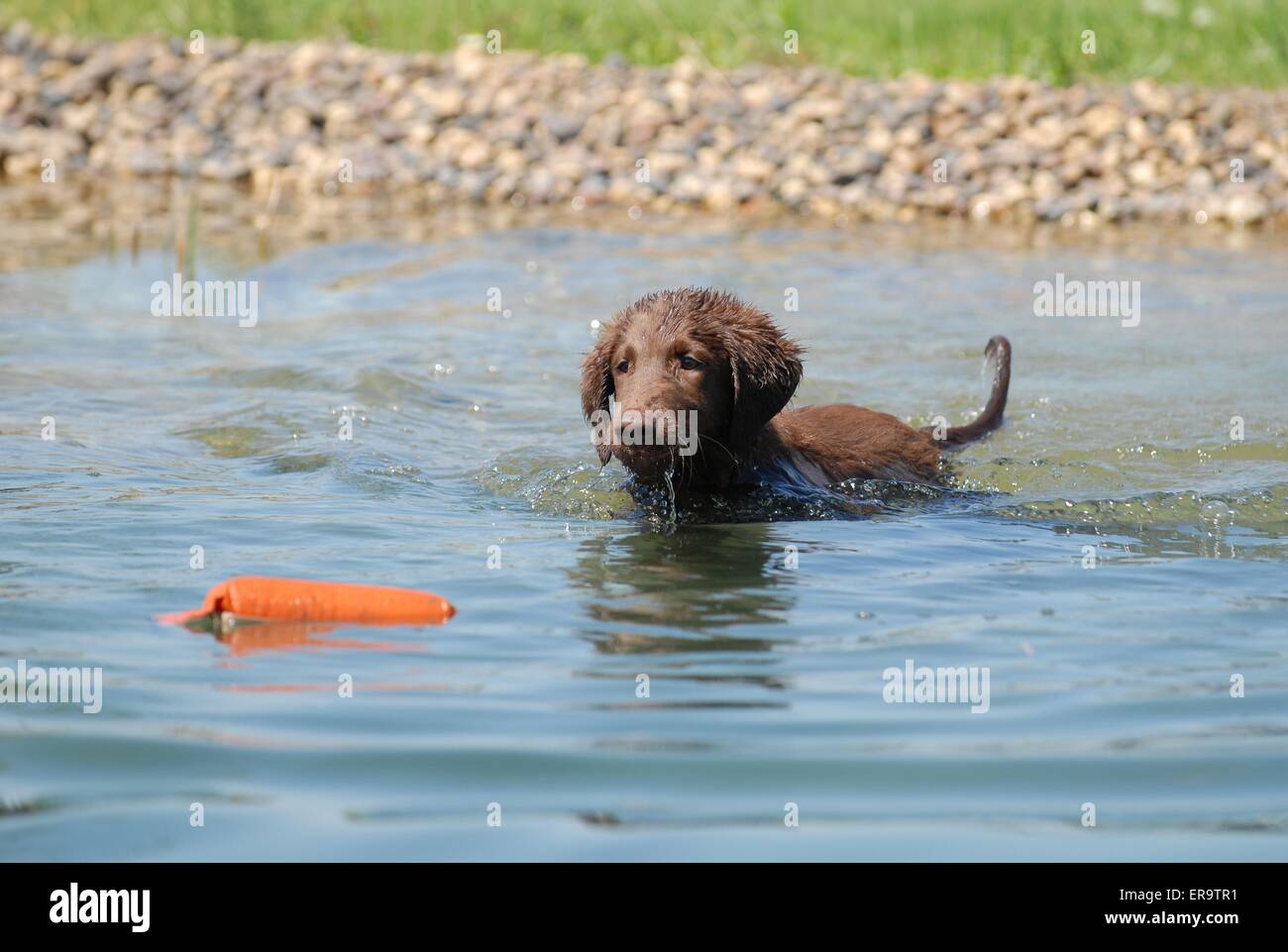 brown Flat Coated Retriever Stock Photo - Alamy