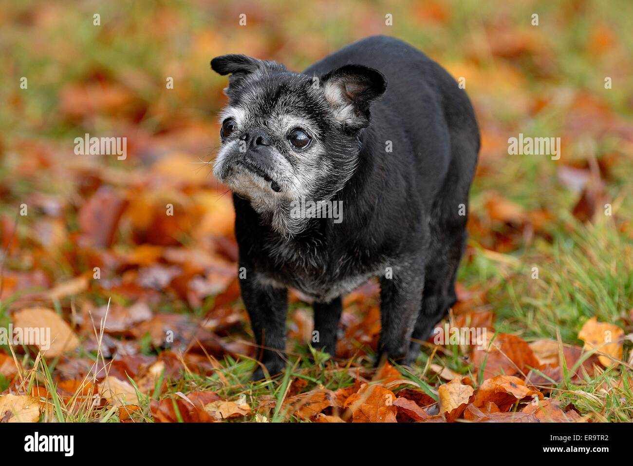 Old Pug High Resolution Stock Photography and Images - Alamy