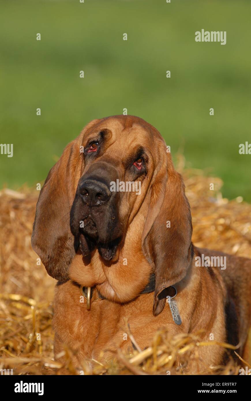 Portrait bloodhound dog hi-res stock photography and images - Alamy