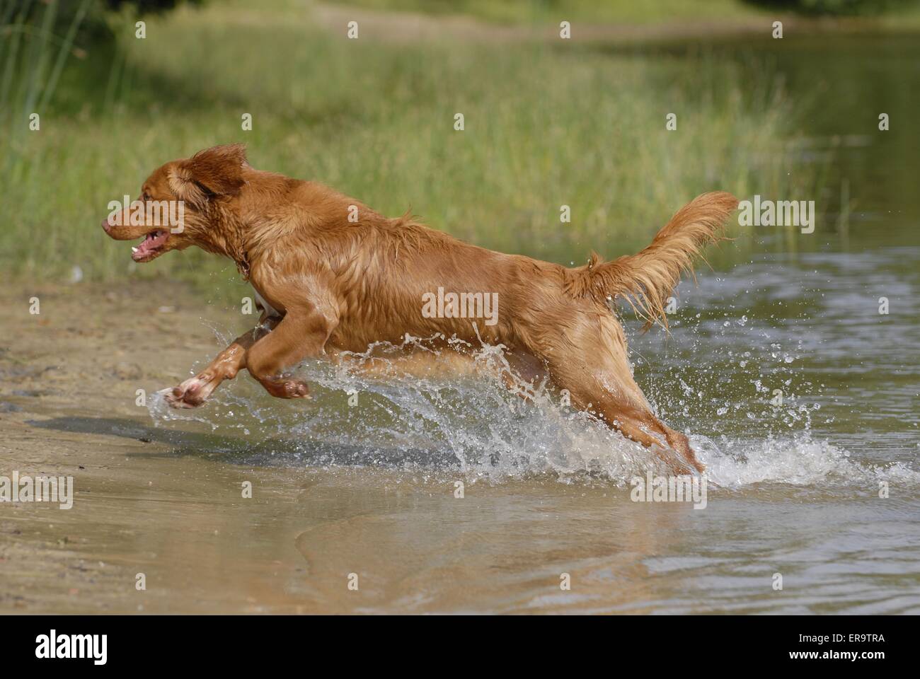 Wet toller hi-res stock photography and images - Alamy