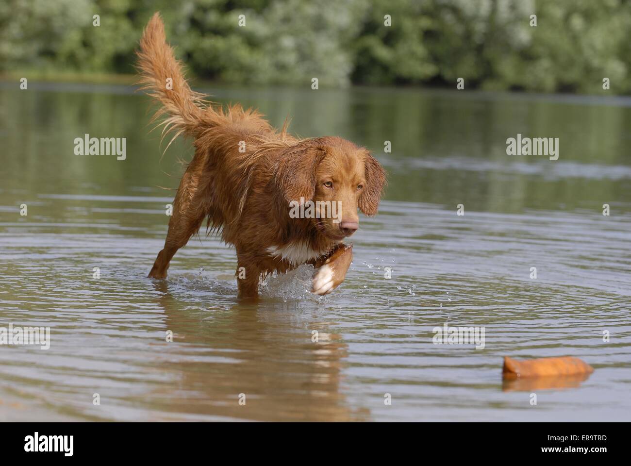 Toller in water Stock Photo - Alamy