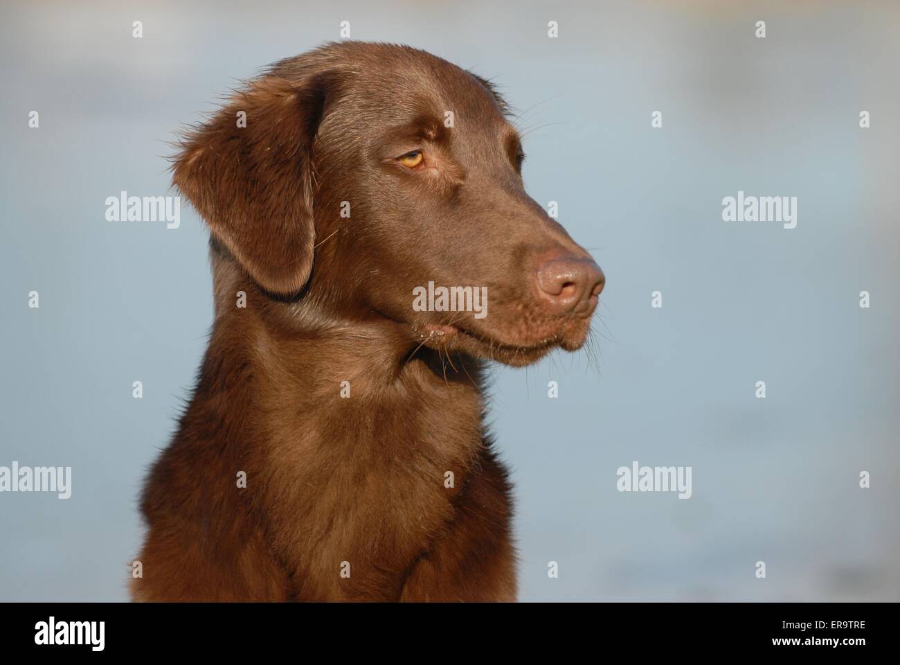 brown Flat Coated Retriever Stock Photo - Alamy