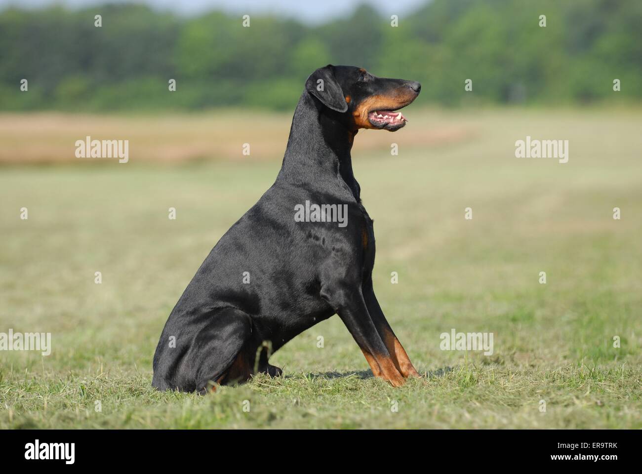 sitting Doberman Pinscher Stock Photo - Alamy
