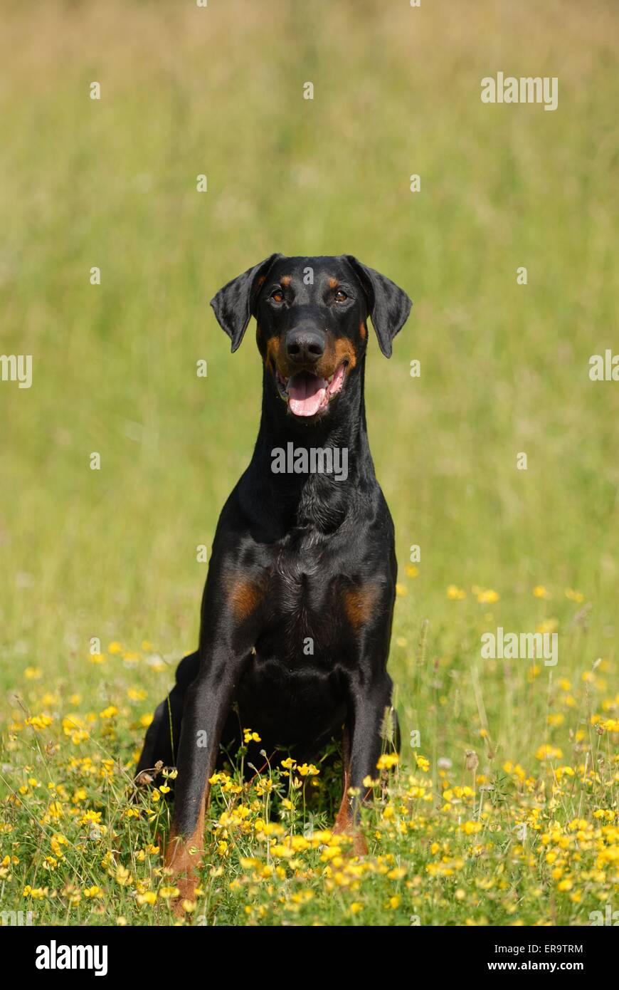 sitting Doberman Pinscher Stock Photo - Alamy