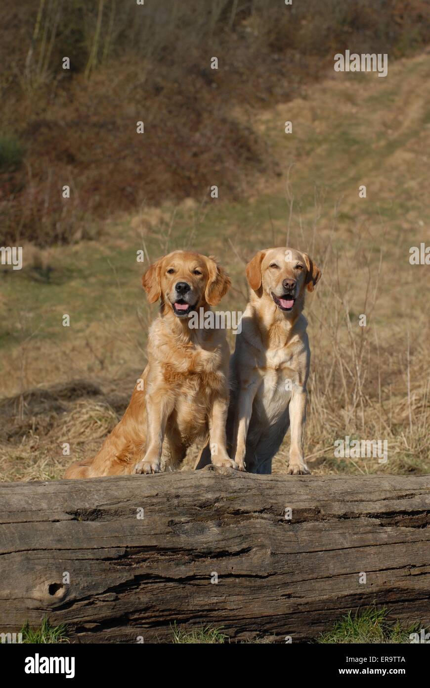 labrador and golden retriever Stock Photo - Alamy