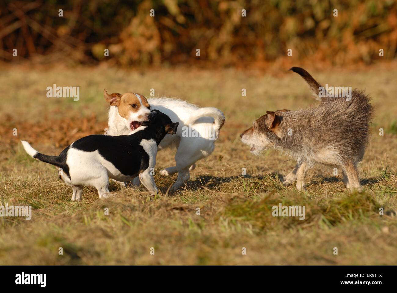 3 dogs hi-res stock photography and images - Alamy