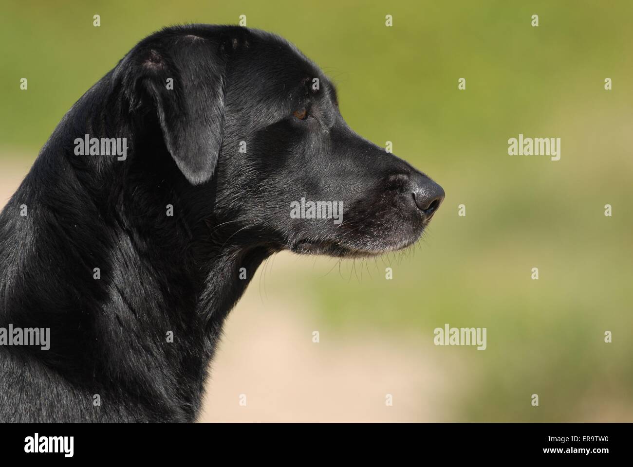 Labrador Retriever Black Side Profile High Resolution Stock Photography ...