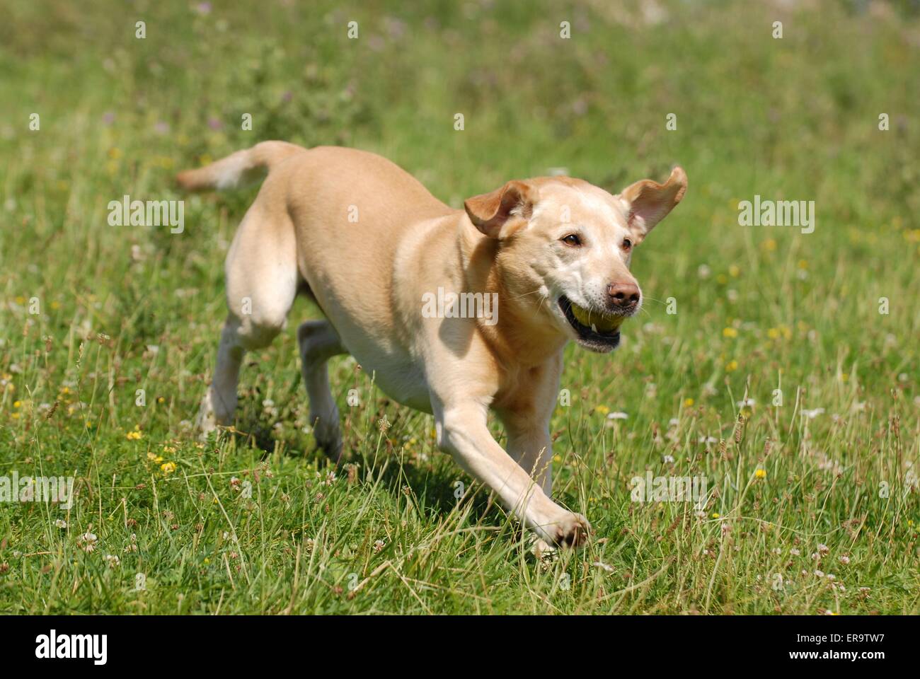 blonde Labrador Retriever Stock Photo - Alamy