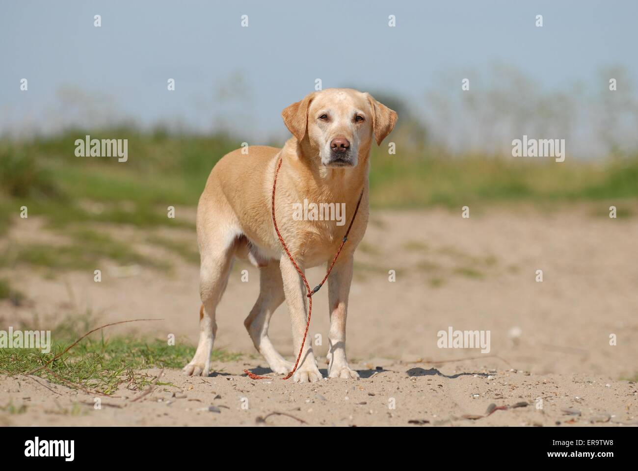 blonde Labrador Retriever Stock Photo - Alamy