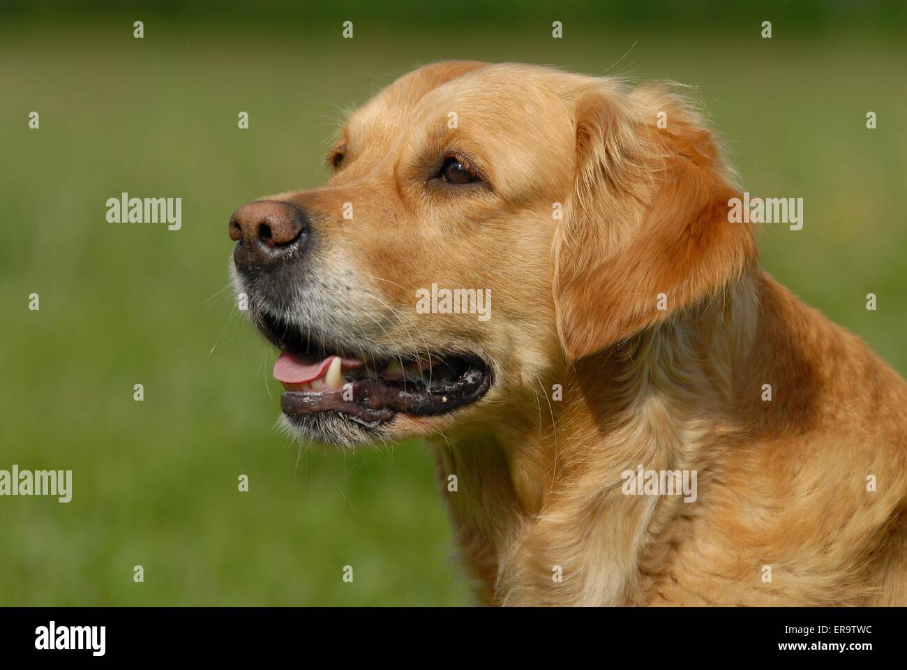 Golden Retriever Portrait Stock Photo - Alamy