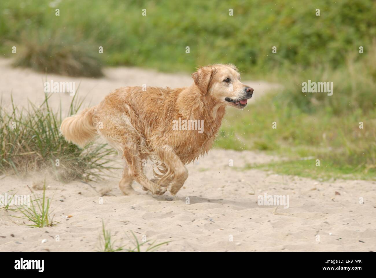 running Golden Retriever Stock Photo - Alamy