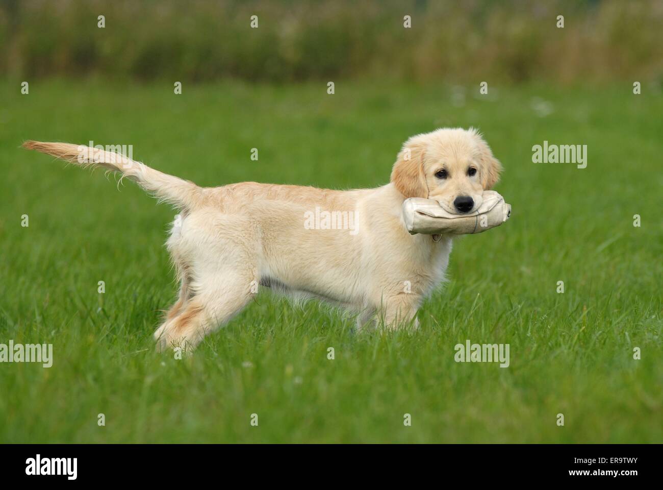 playing Golden Retriever puppy Stock Photo - Alamy