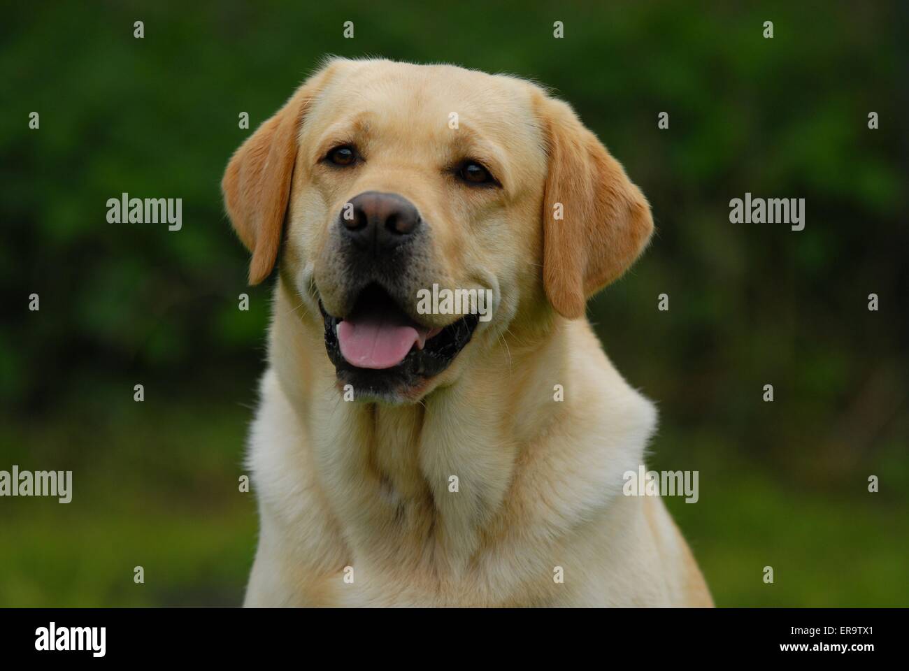 Labrador Retriever Portrait Stock Photo - Alamy