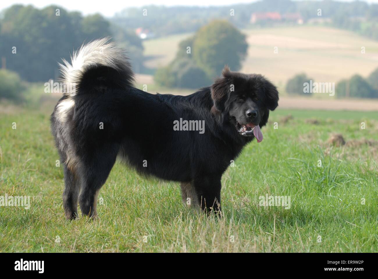 Do khyi hi-res stock photography and images - Alamy