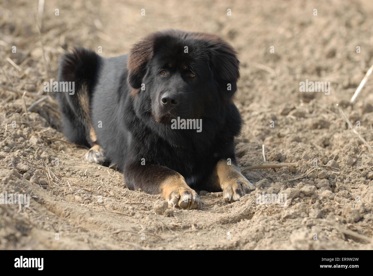 lying Do Khyi Stock Photo - Alamy