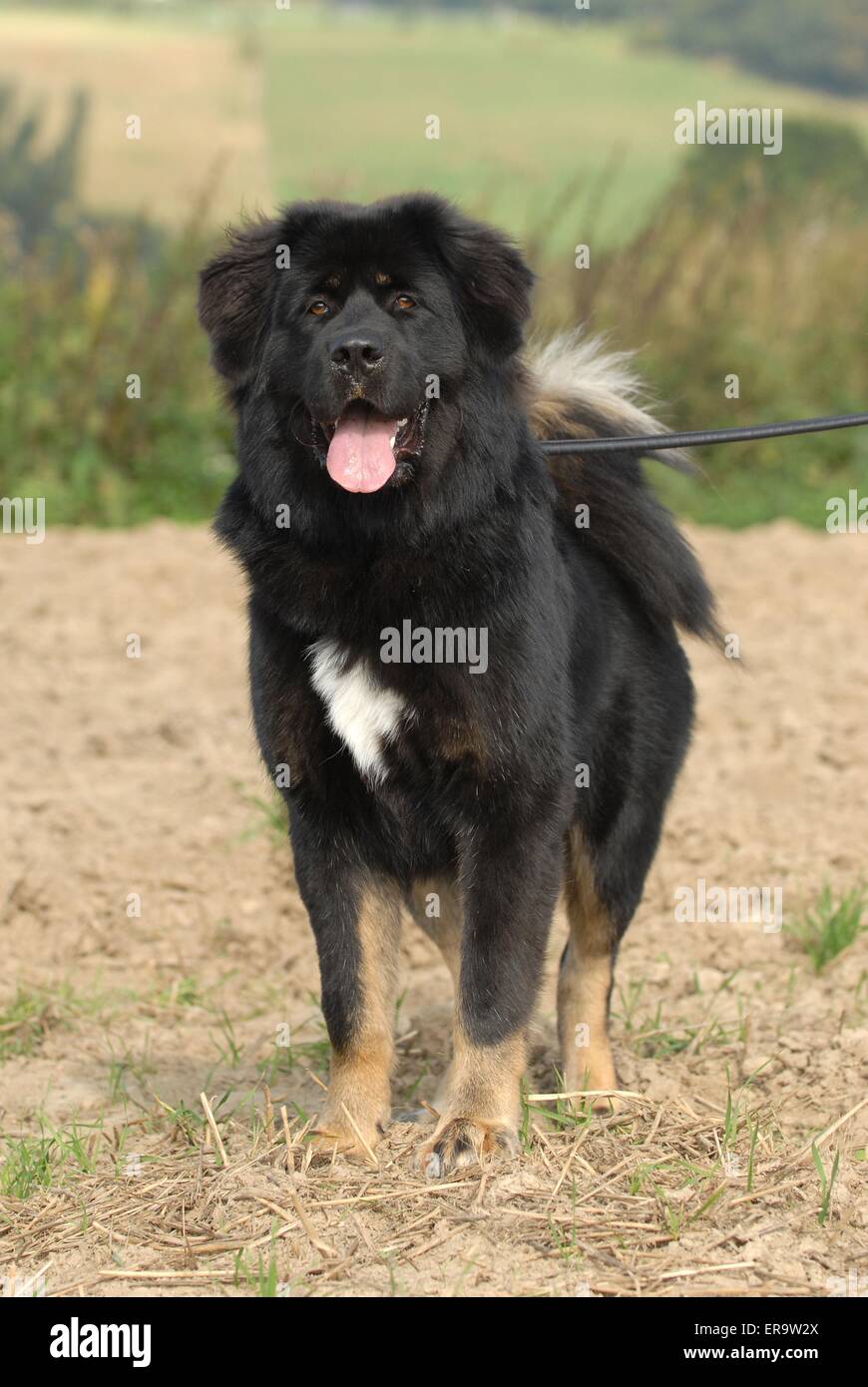 Do khyi hi-res stock photography and images - Alamy