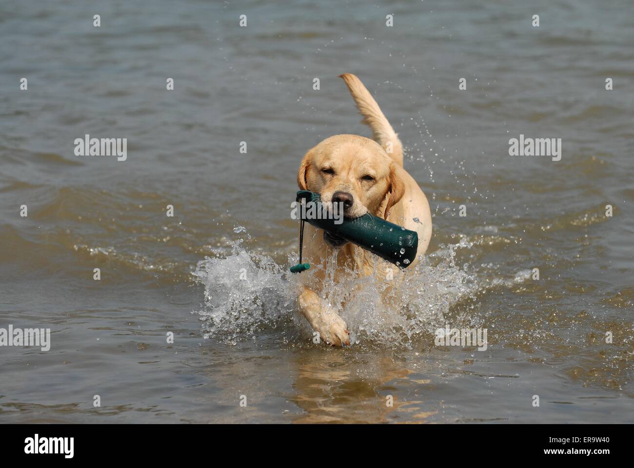 playing Labrador Retriever Stock Photo - Alamy