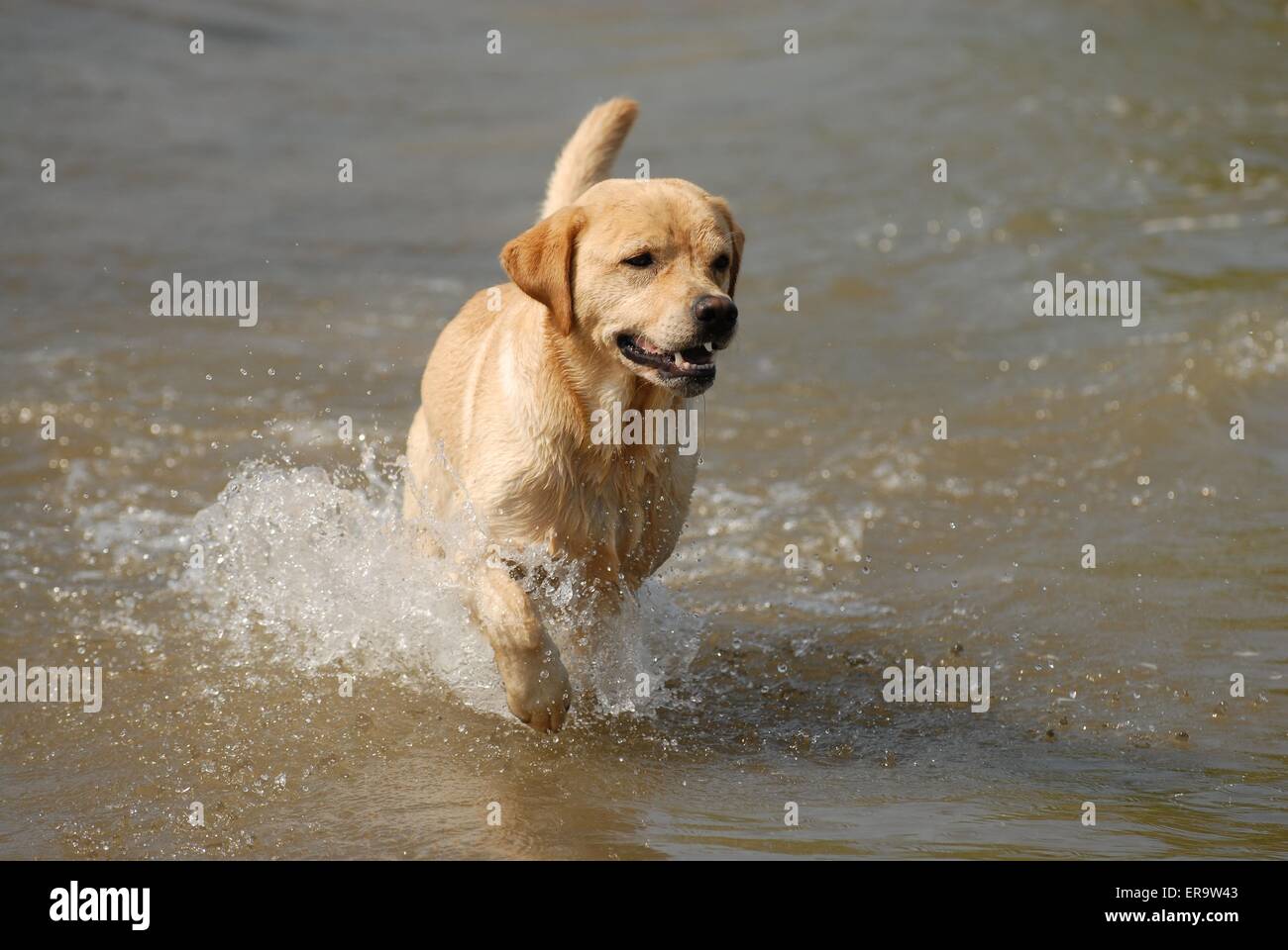 running Labrador Retriever Stock Photo - Alamy