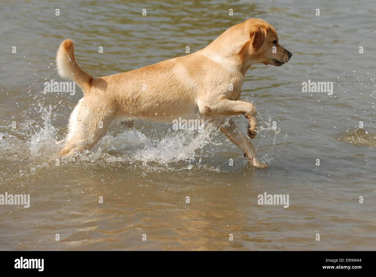 running Labrador Retriever Stock Photo - Alamy
