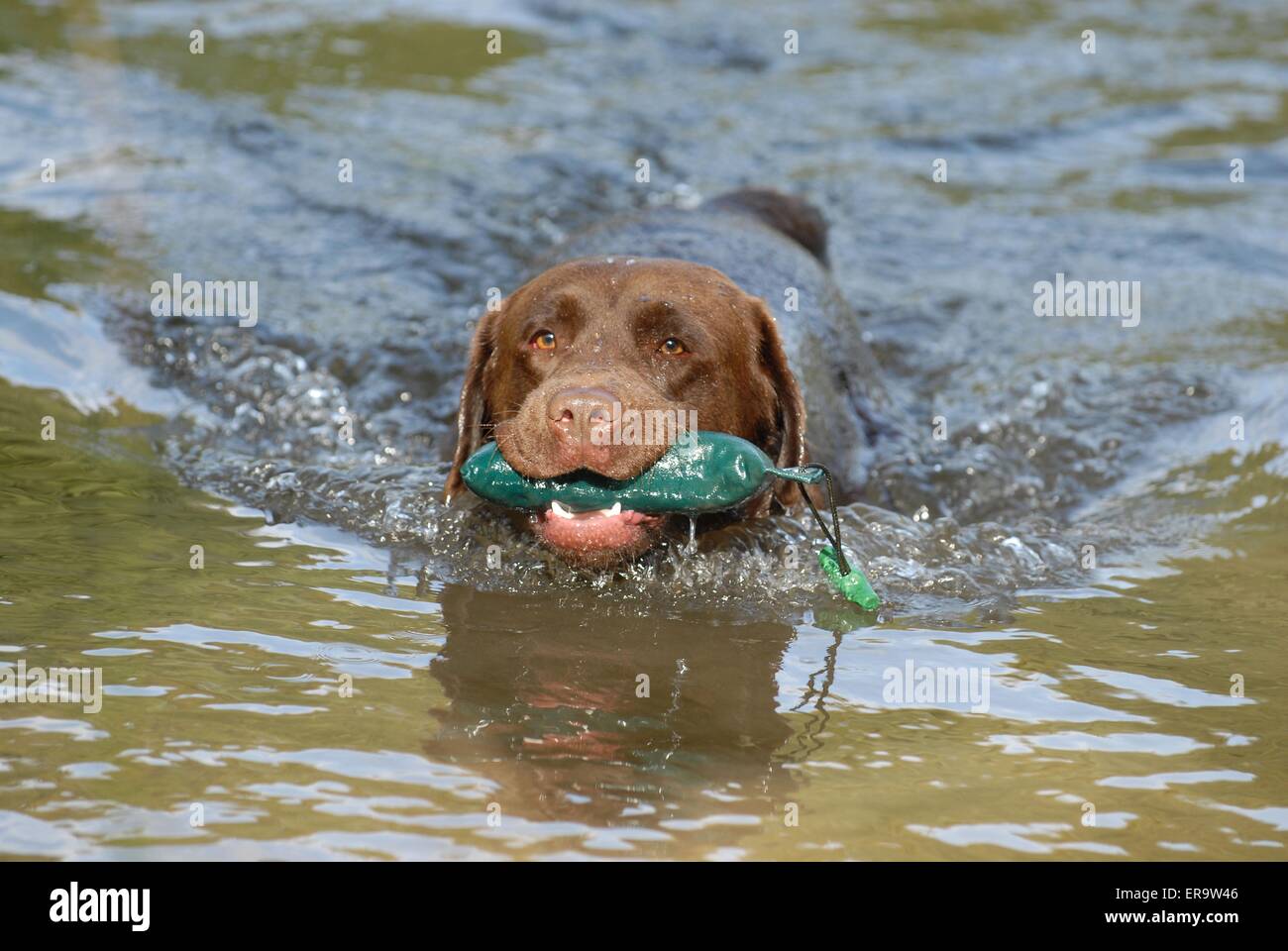 swimming Labrador Retriever Stock Photo - Alamy