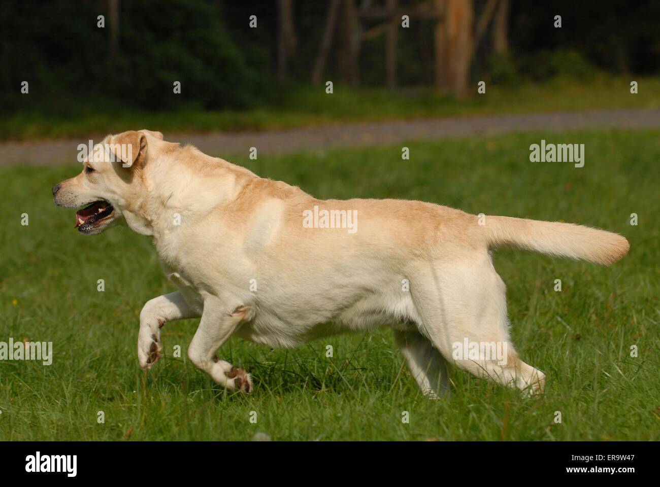 running Labrador Retriever Stock Photo - Alamy
