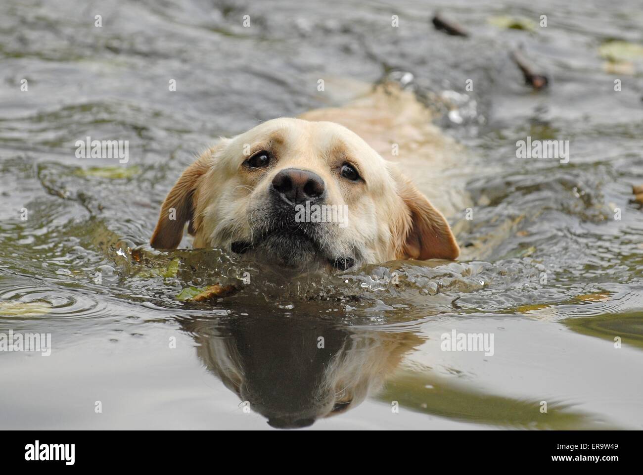 swimming Labrador Retriever Stock Photo - Alamy