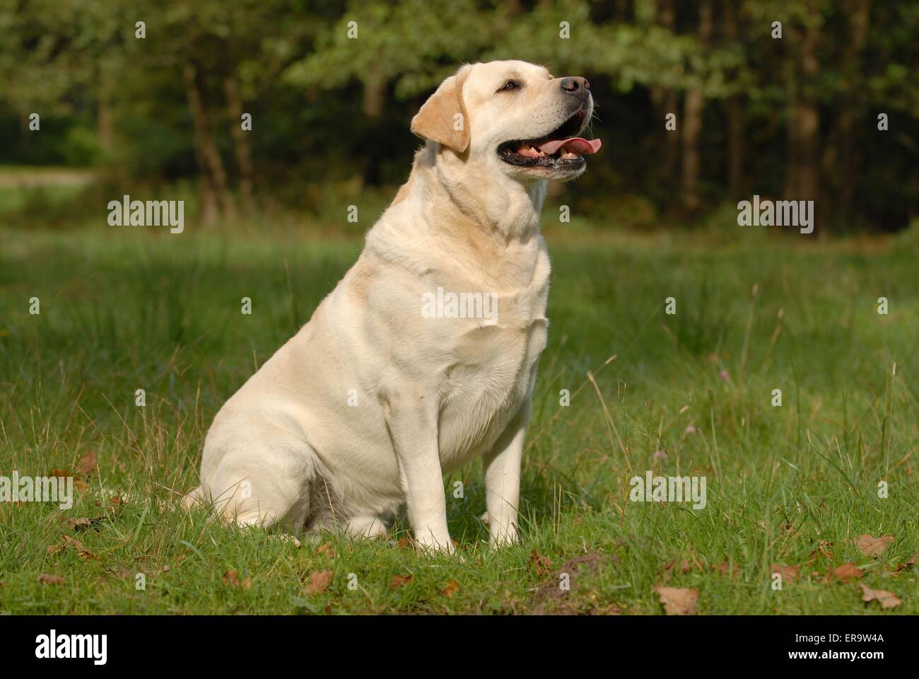 Labrador retrievers sitting side side hi-res stock photography and ...