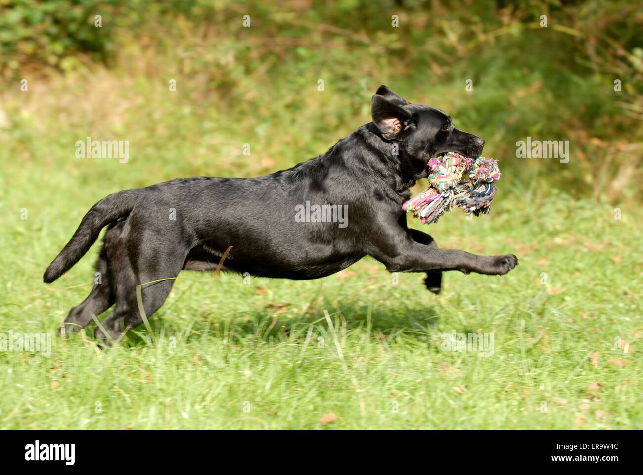 running Labrador Retriever Stock Photo - Alamy