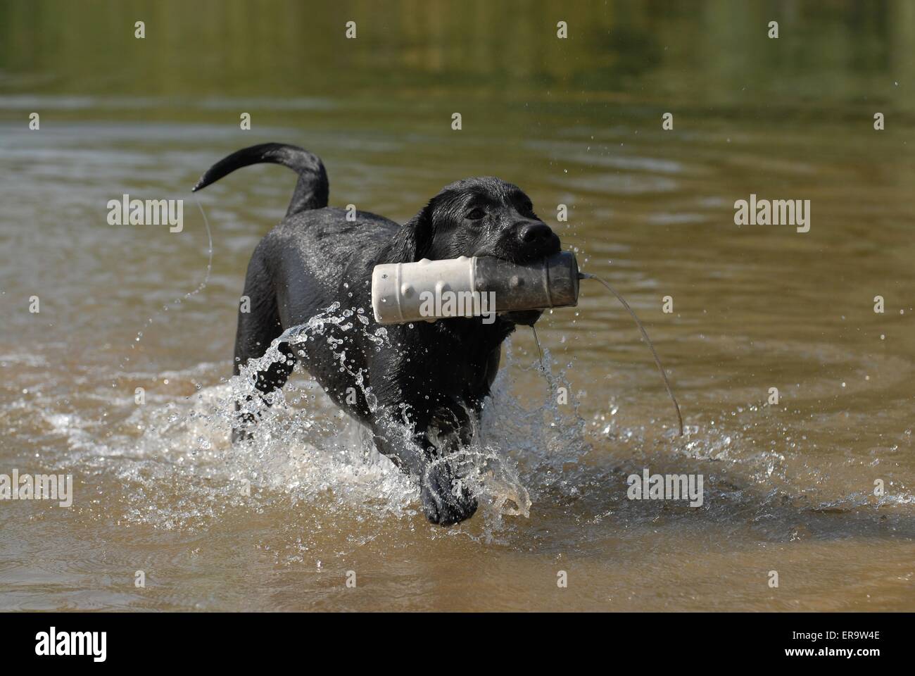 playing Labrador Retriever Stock Photo - Alamy