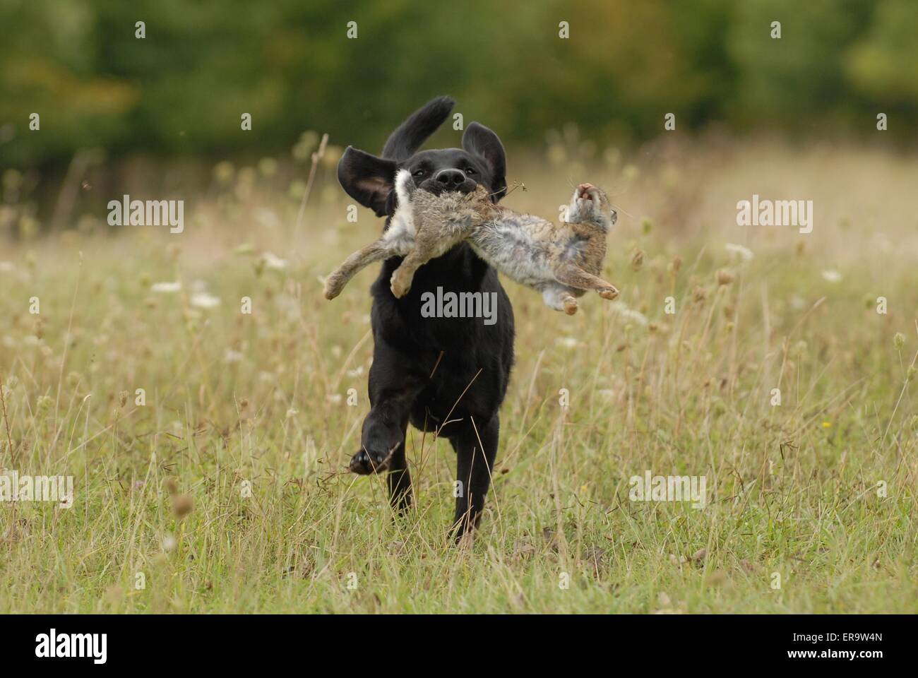 Labrador Retriever with bunny Stock Photo - Alamy