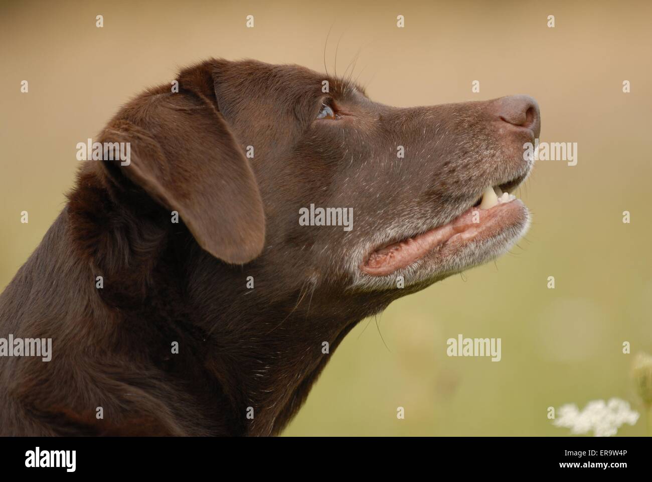 Labrador Retriever Portrait Stock Photo - Alamy