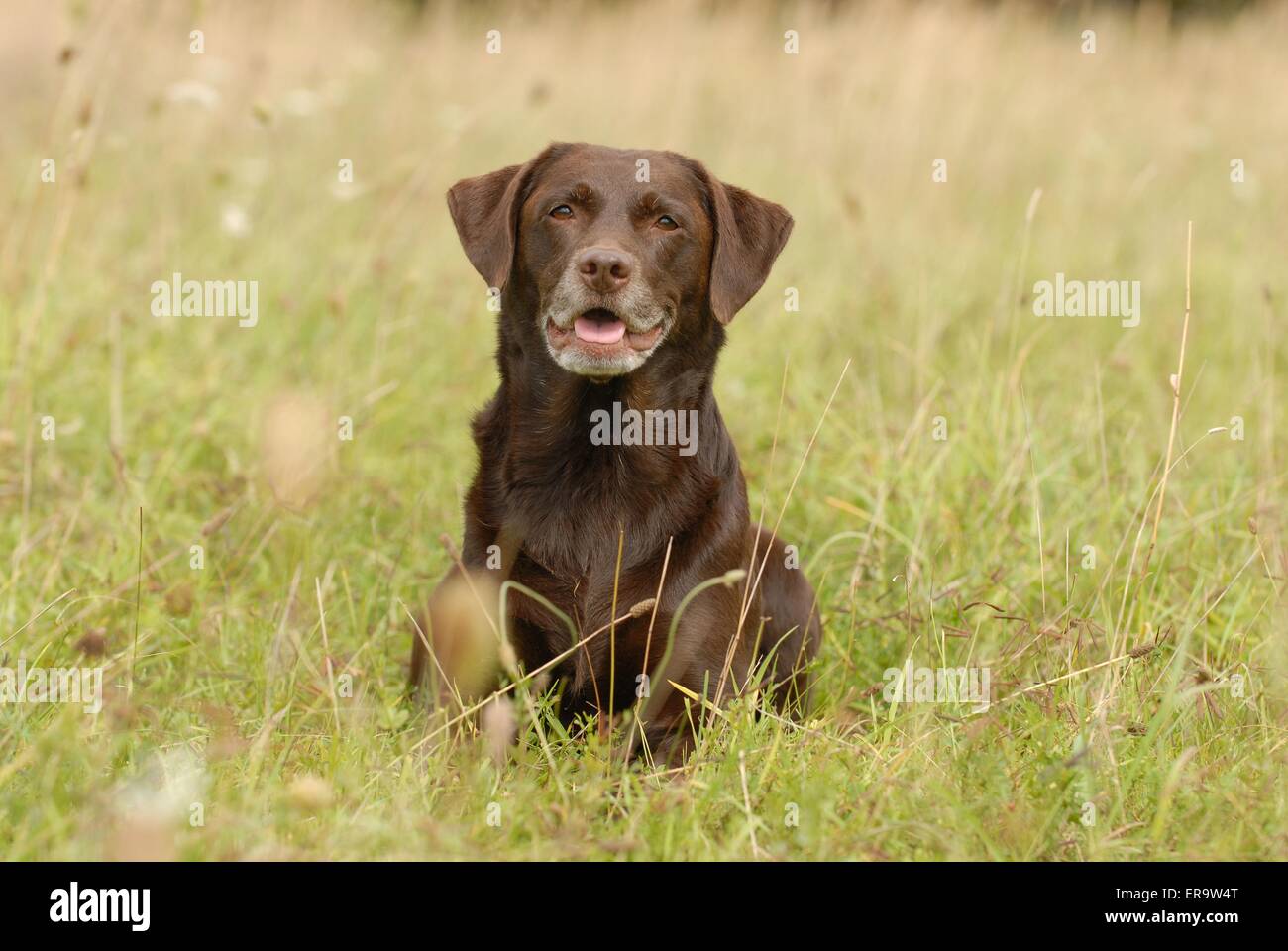 Elderly chocolate labrador hi-res stock photography and images - Alamy