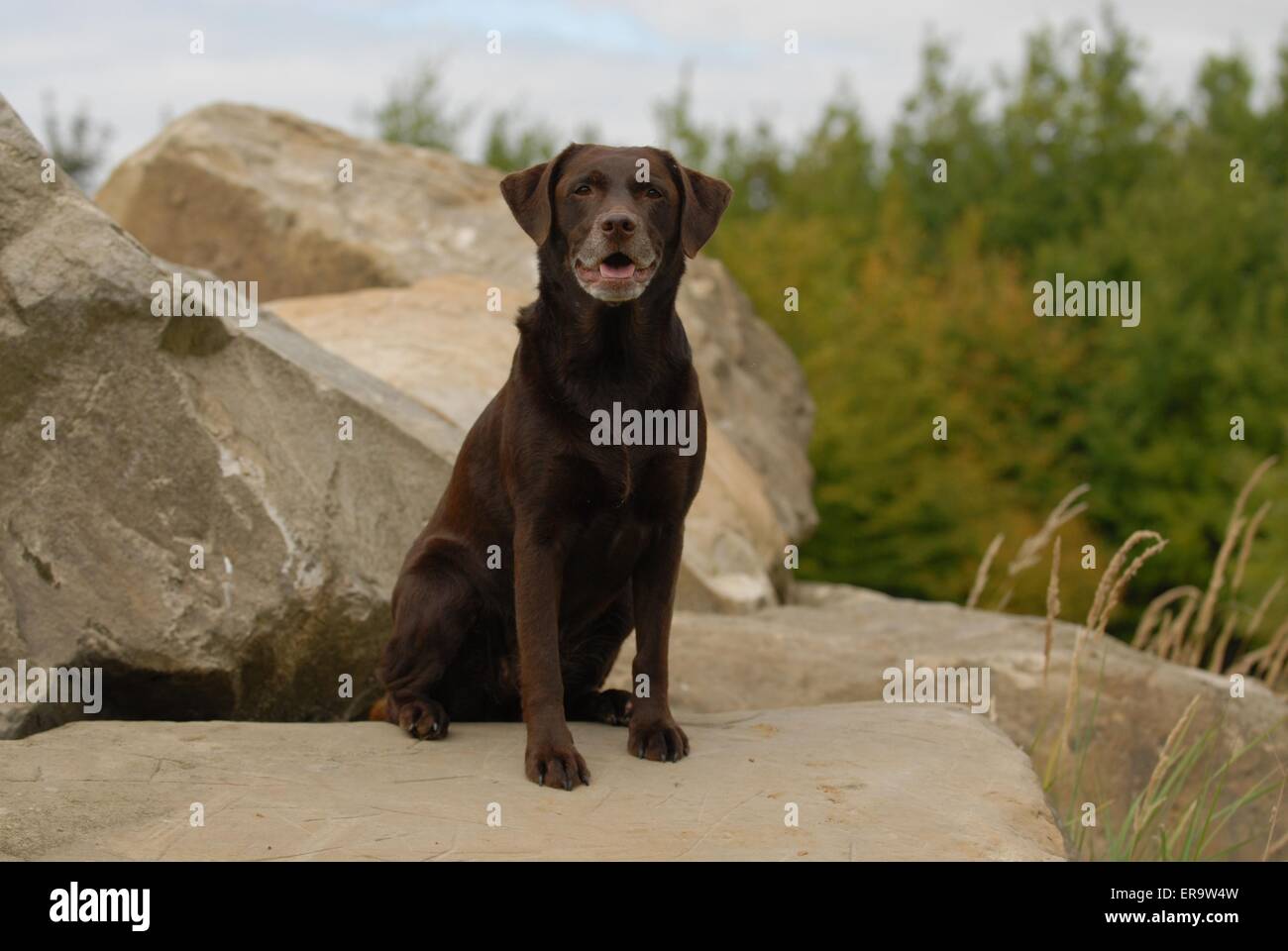 Elderly chocolate labrador hi-res stock photography and images - Alamy