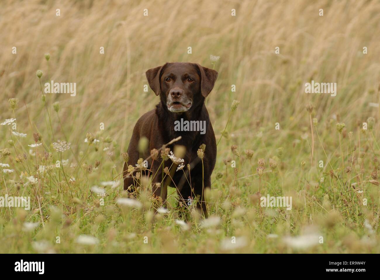 Elderly chocolate labrador hi-res stock photography and images - Alamy