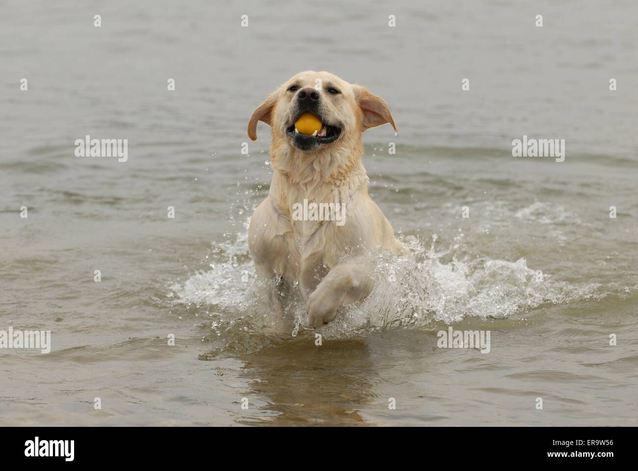 playing Labrador Retriever Stock Photo - Alamy