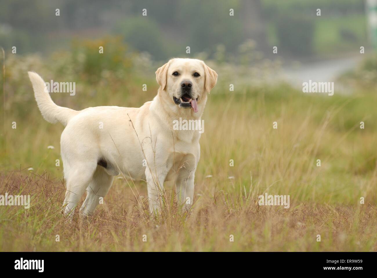 standing Labrador Retriever Stock Photo - Alamy