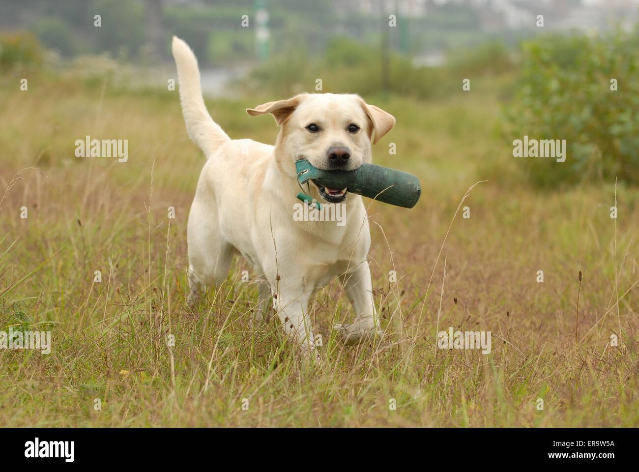 playing Labrador Retriever Stock Photo - Alamy