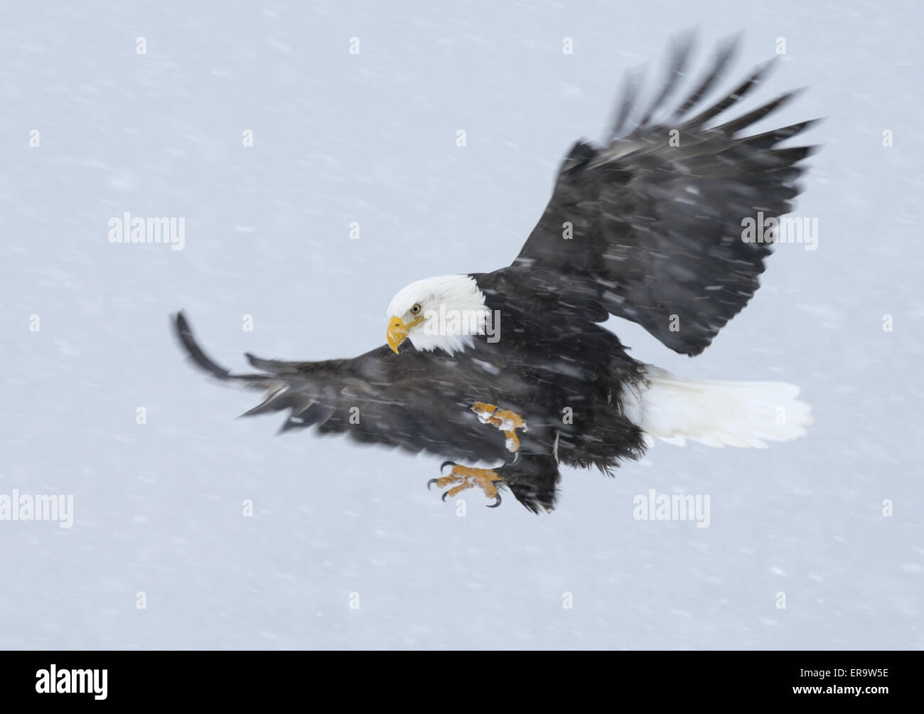 In flight shot of a Bald Eagle with outstretched claws and fully spread ...