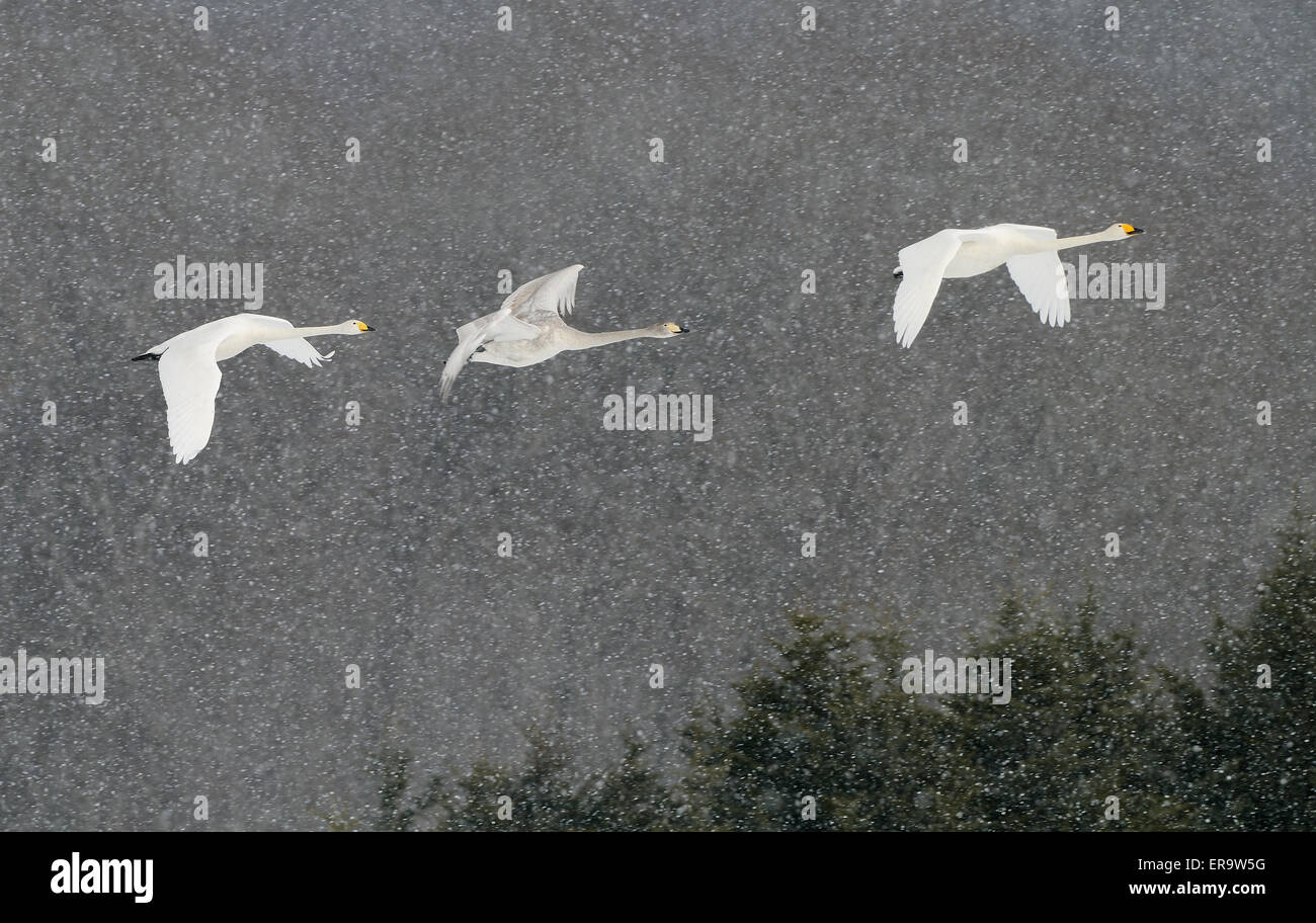 Heavy snow falling down in hi-res stock photography and images - Alamy