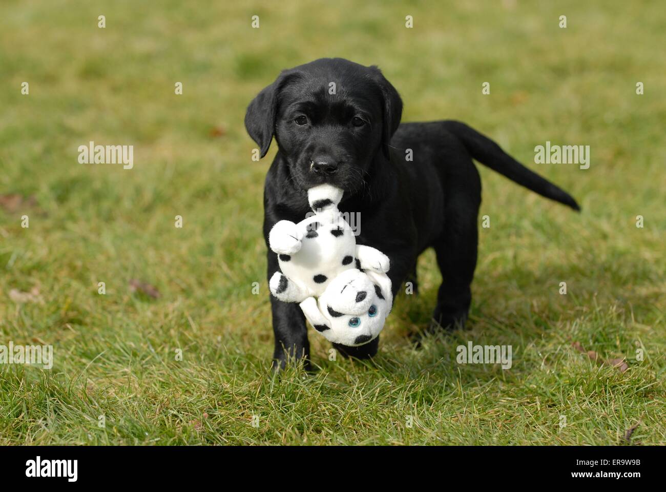 Black labrador soft toy dog hi-res stock photography and images - Alamy