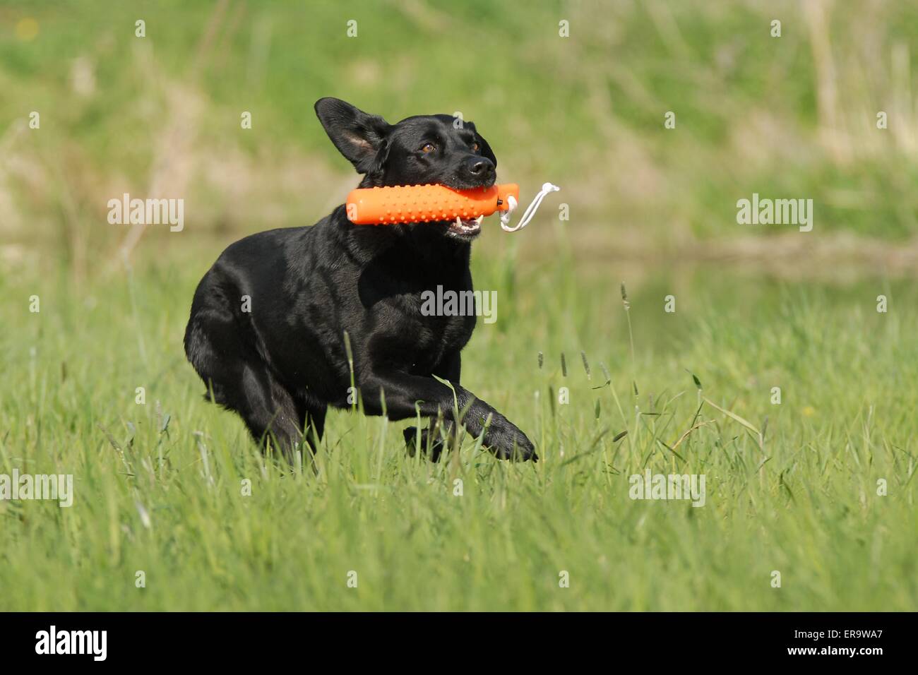 playing Labrador Retriever Stock Photo - Alamy