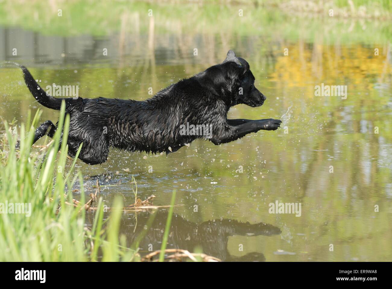 jumping Labrador Retriever Stock Photo - Alamy