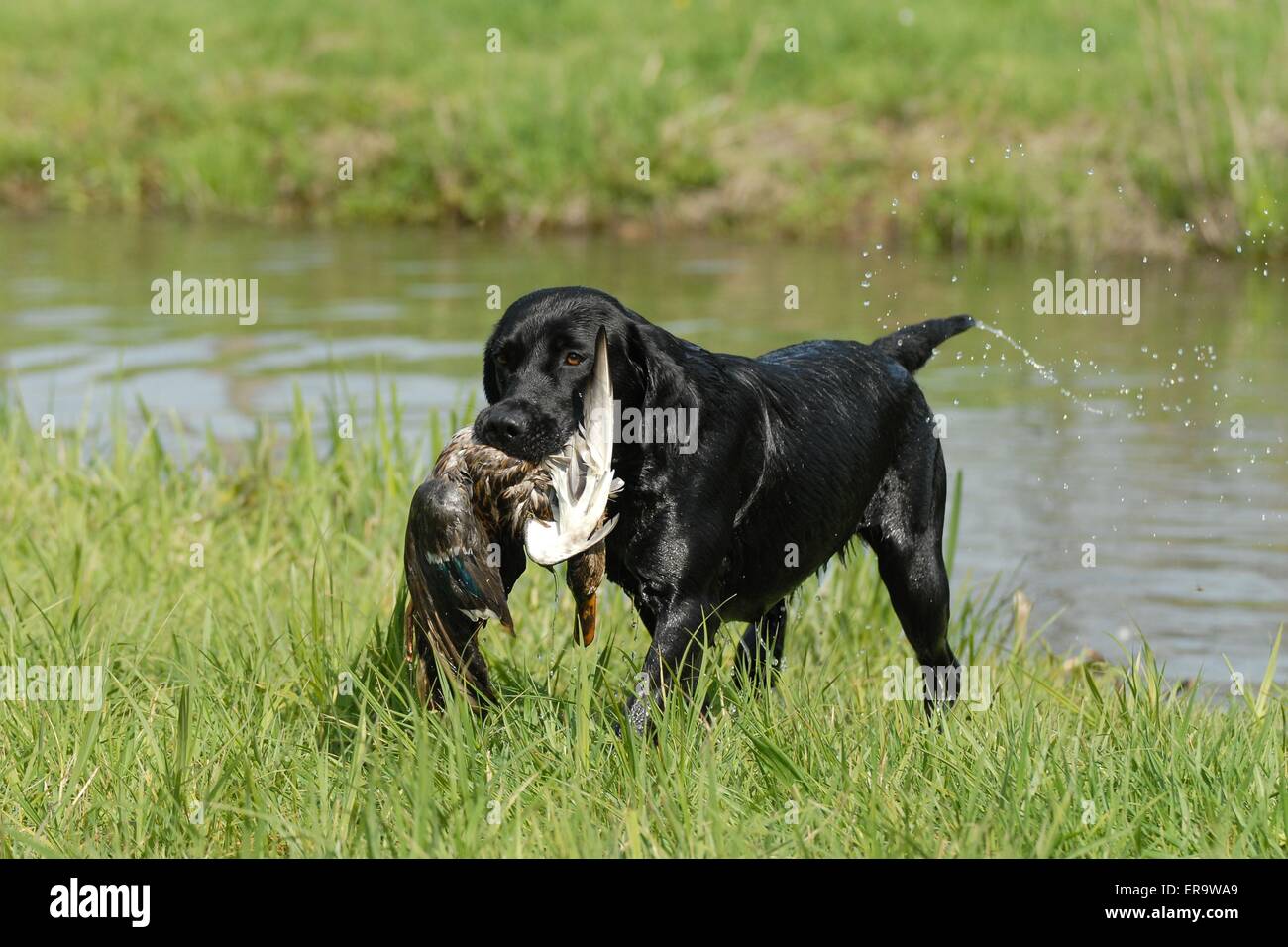 retrieving Labrador Retriever Stock Photo - Alamy