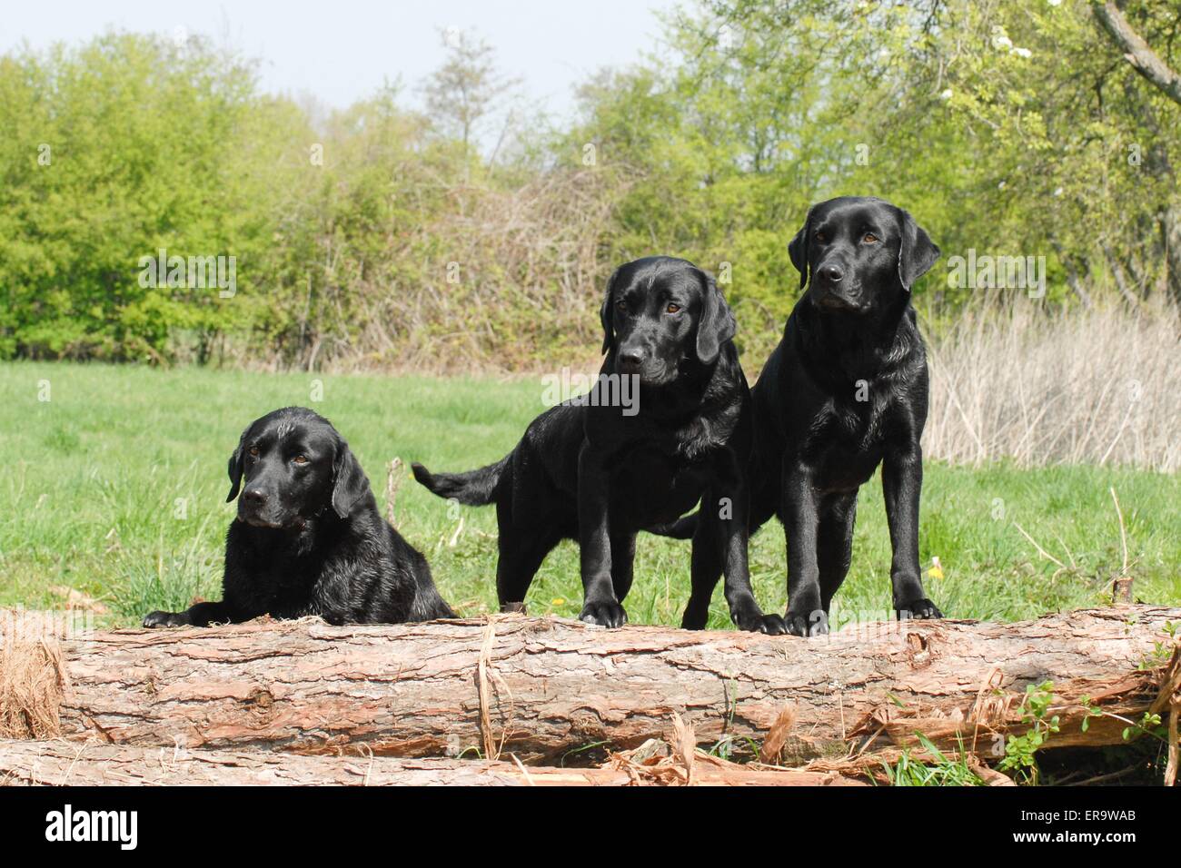 Three Labrador Retrievers High Resolution Stock Photography and Images ...
