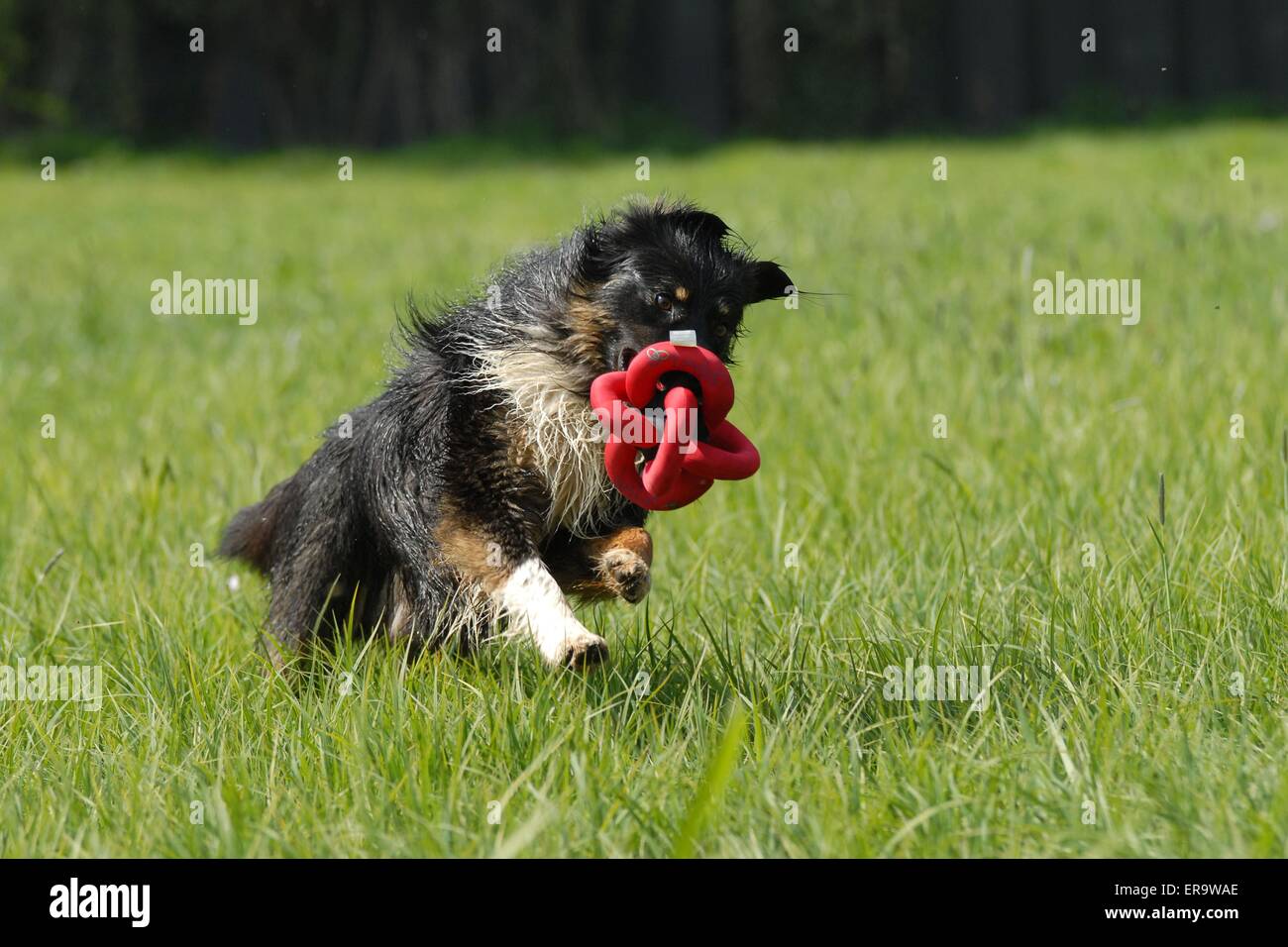 playing Australian Shepherd Stock Photo - Alamy