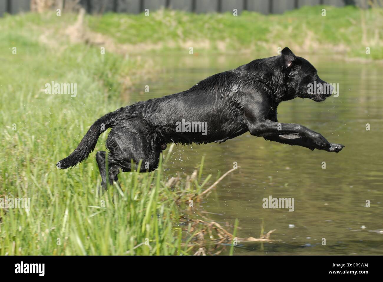 jumping Labrador Retriever Stock Photo - Alamy